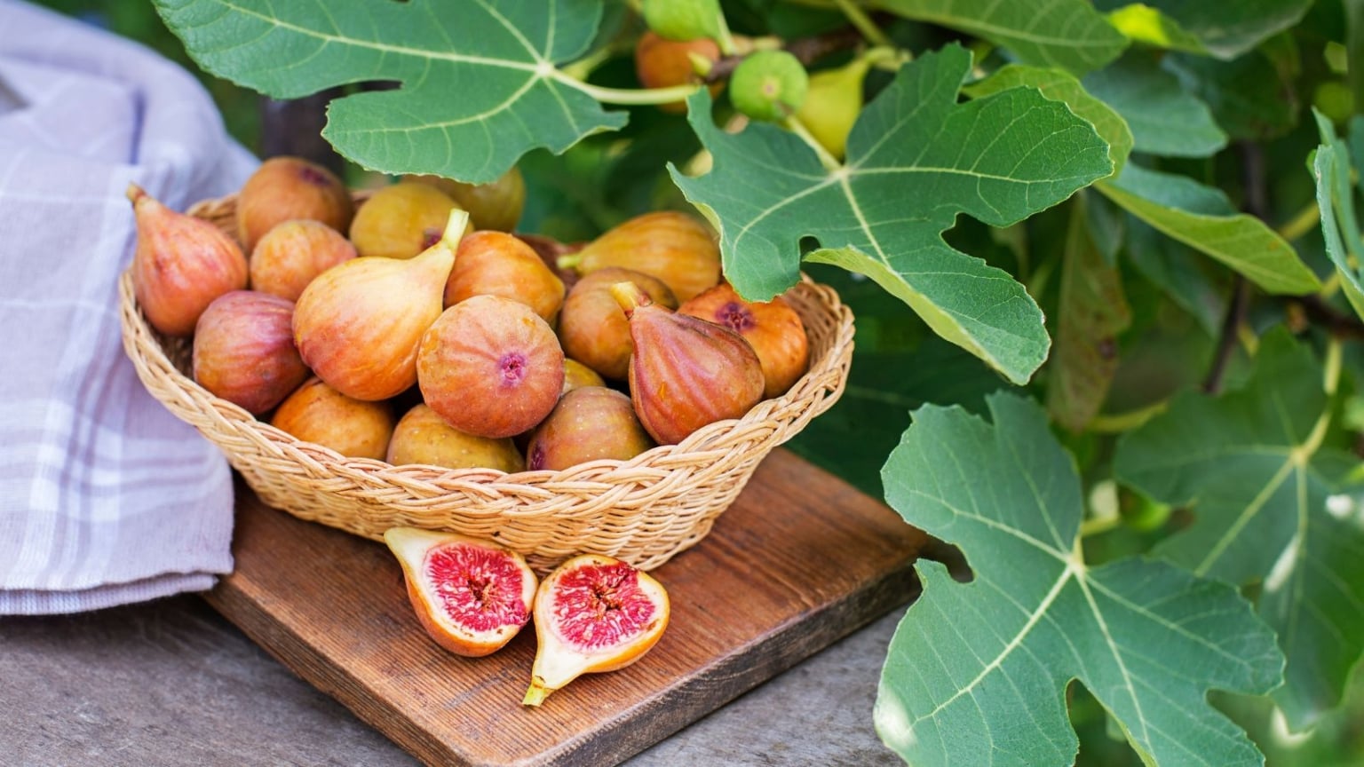How and When to Harvest Figs at Peak Ripeness