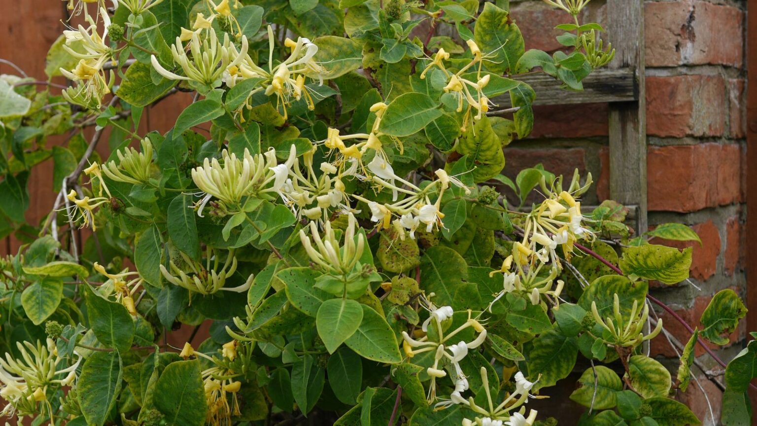 15 Best Plants for Your Vertical Garden