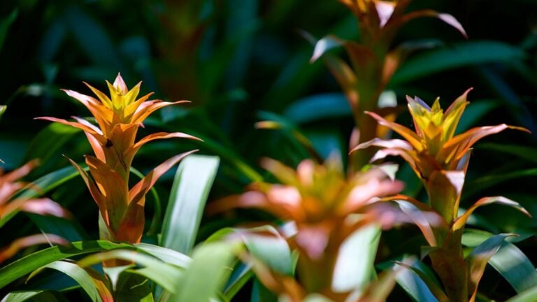 How to Care for Potted Bromeliad Plants: 7 Pro Tips