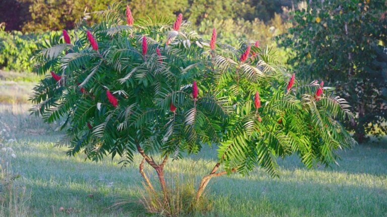 How to Plant, Grow, and Care for Staghorn Sumac Trees