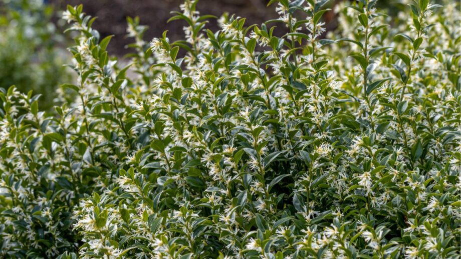 How to Plant, Grow, and Care For Sweetbox Shrubs