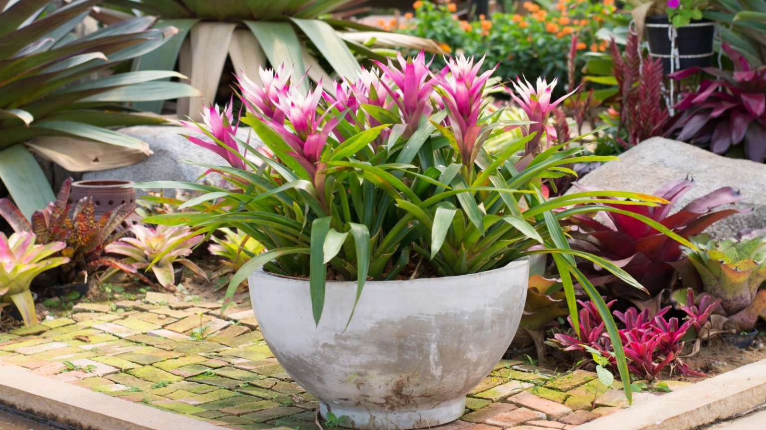 How to Care for Potted Bromeliad Plants: 7 Pro Tips