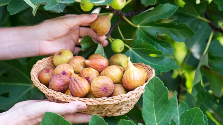 How and When to Harvest Figs at Peak Ripeness