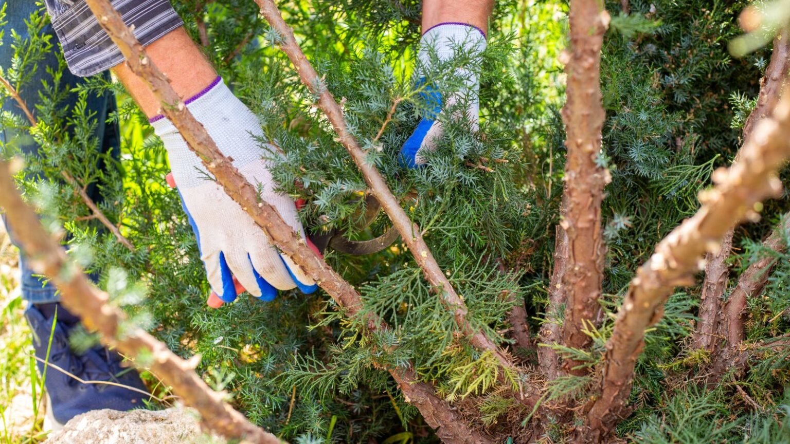 How to Prune Juniper
