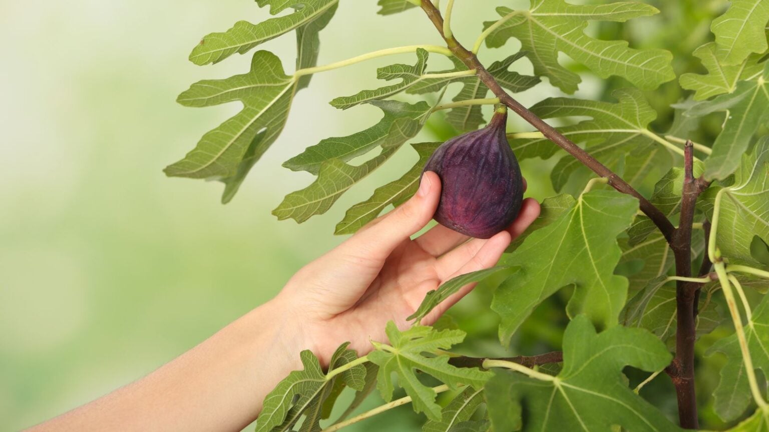 How and When to Harvest Figs at Peak Ripeness