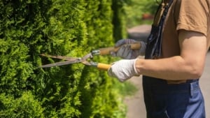How to Prune Juniper