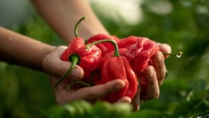 Extending the Harvest: Fall Care for Pepper Plants