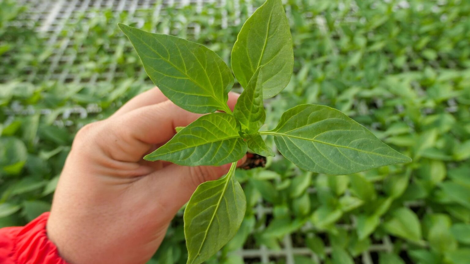 Extending the Harvest: Fall Care for Pepper Plants