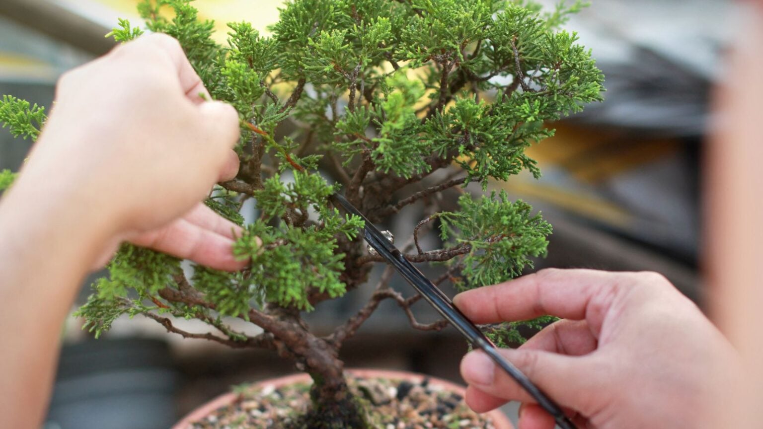 How to Prune Juniper