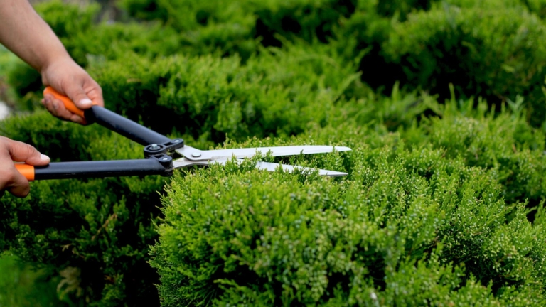 How to Prune Juniper