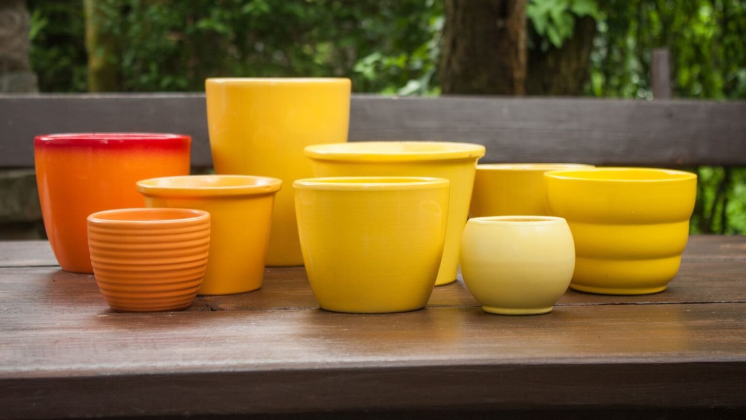 How to Care for Potted Bromeliad Plants: 7 Pro Tips