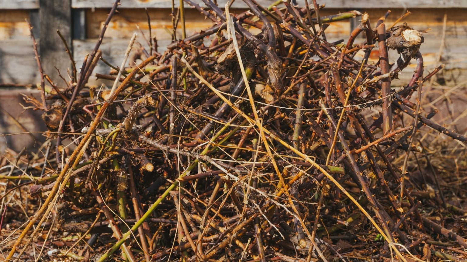 9 Ways To Prepare Rose Bushes for Winter Dormancy Now