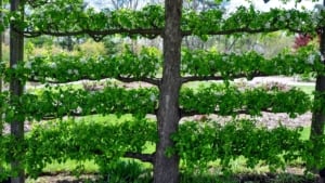 Espalier Fruit Trees: Big Harvests In Small Spaces - Epic Gardening