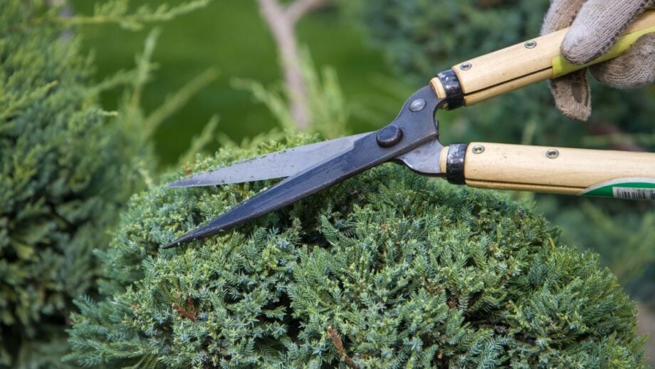 How to Prune Juniper