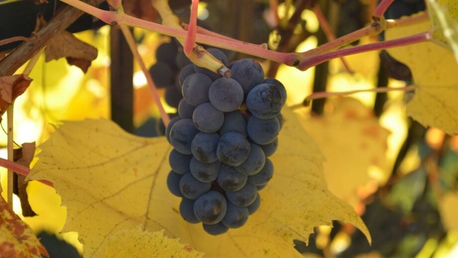 How to Plant, Grow, and Care For Concord Grapes