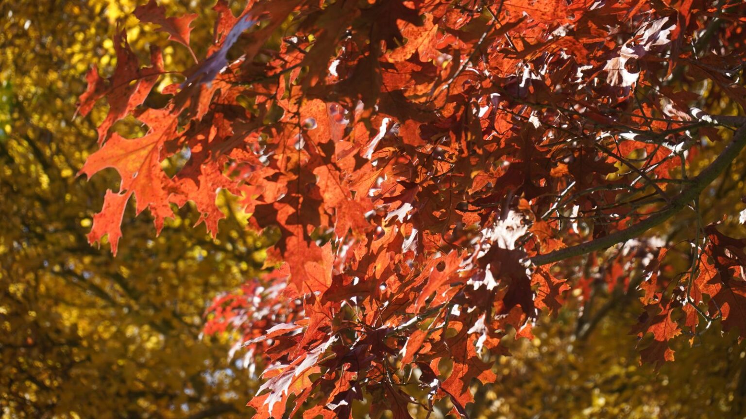 How to Plant, Grow, and Care for Scarlet Oak Trees