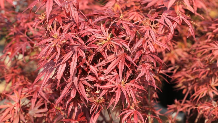 11 Trees With Red Leaves Year-Round