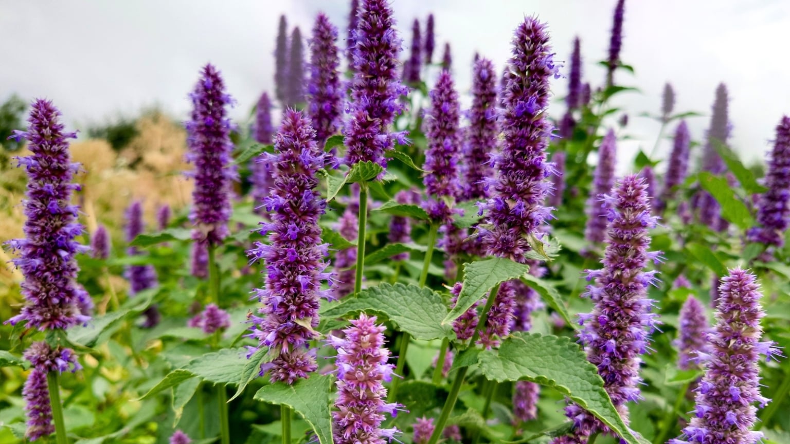 13 Perennials Deer Absolutely Hate