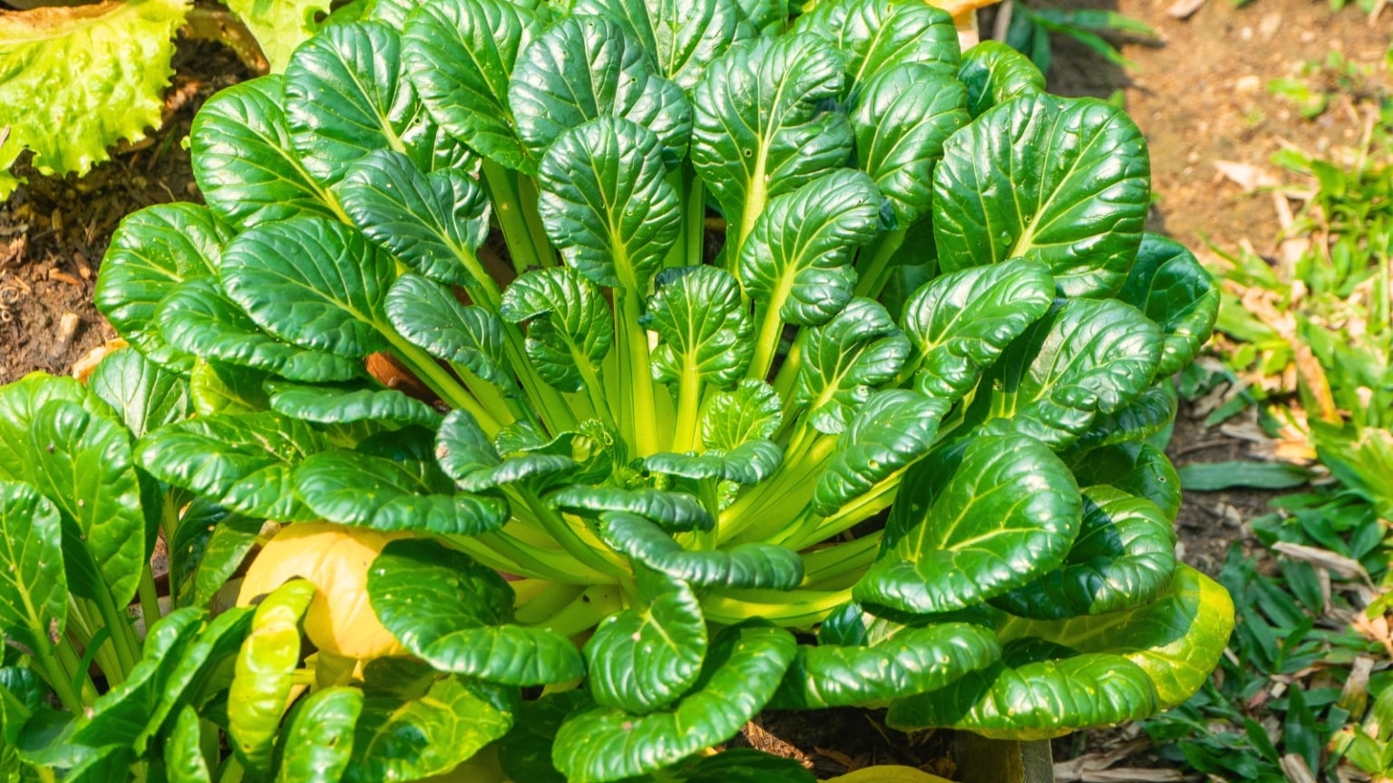 Asian Greens for Fall and Winter Gardens: Beyond Bok Choy