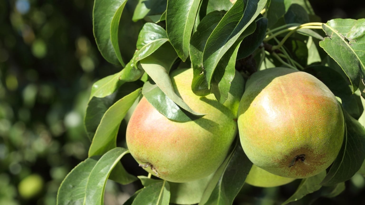 How to Plant, Grow, and Care For Bartlett Pear Trees