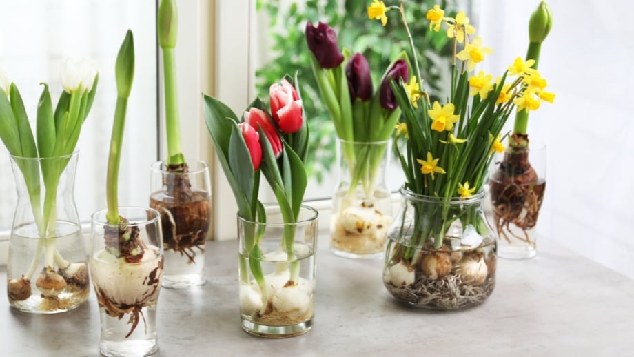Potted Bulbs in Containers: How to Do It Right