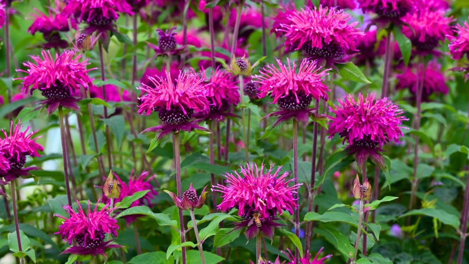 29 Native Plants For North Carolina Gardens