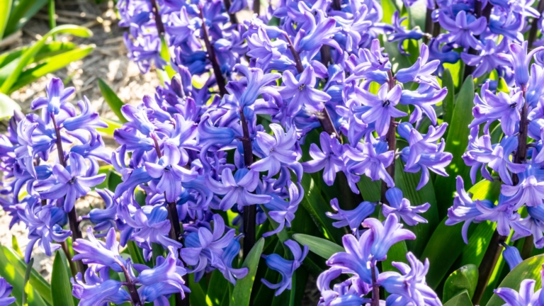 How to Plant, Grow, and Care for ‘Delft Blue’ Hyacinths