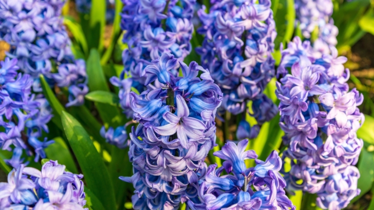 How to Plant, Grow, and Care for ‘Delft Blue’ Hyacinths