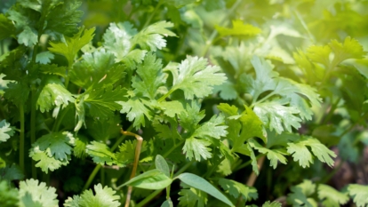 How to Plant, Grow, and Care for Cilantro