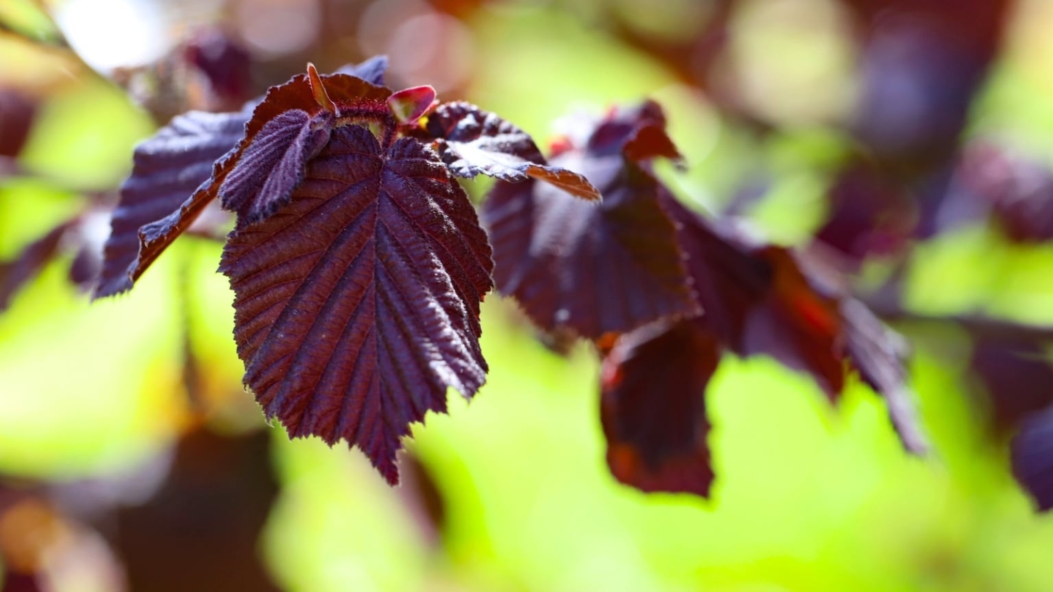 11 Trees With Red Leaves Year-Round