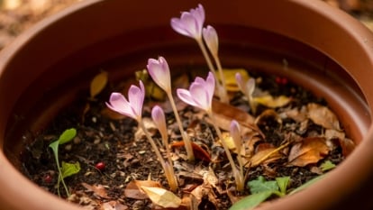 How to Plant, Grow, and Care for Autumn Crocuses