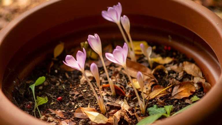 How to Plant, Grow, and Care for Autumn Crocuses