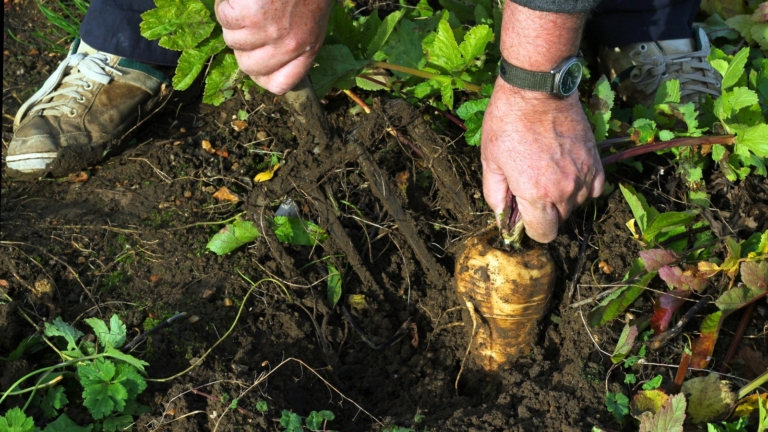 How to Plant, Grow, and Care for Parsnips