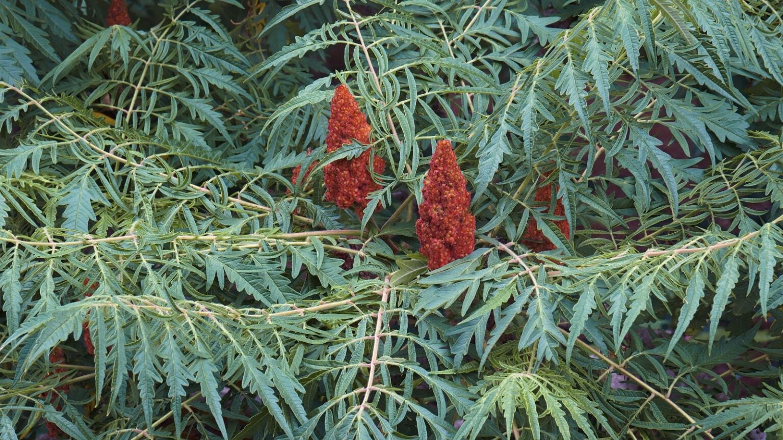 How to Plant, Grow, and Care for Staghorn Sumac Trees