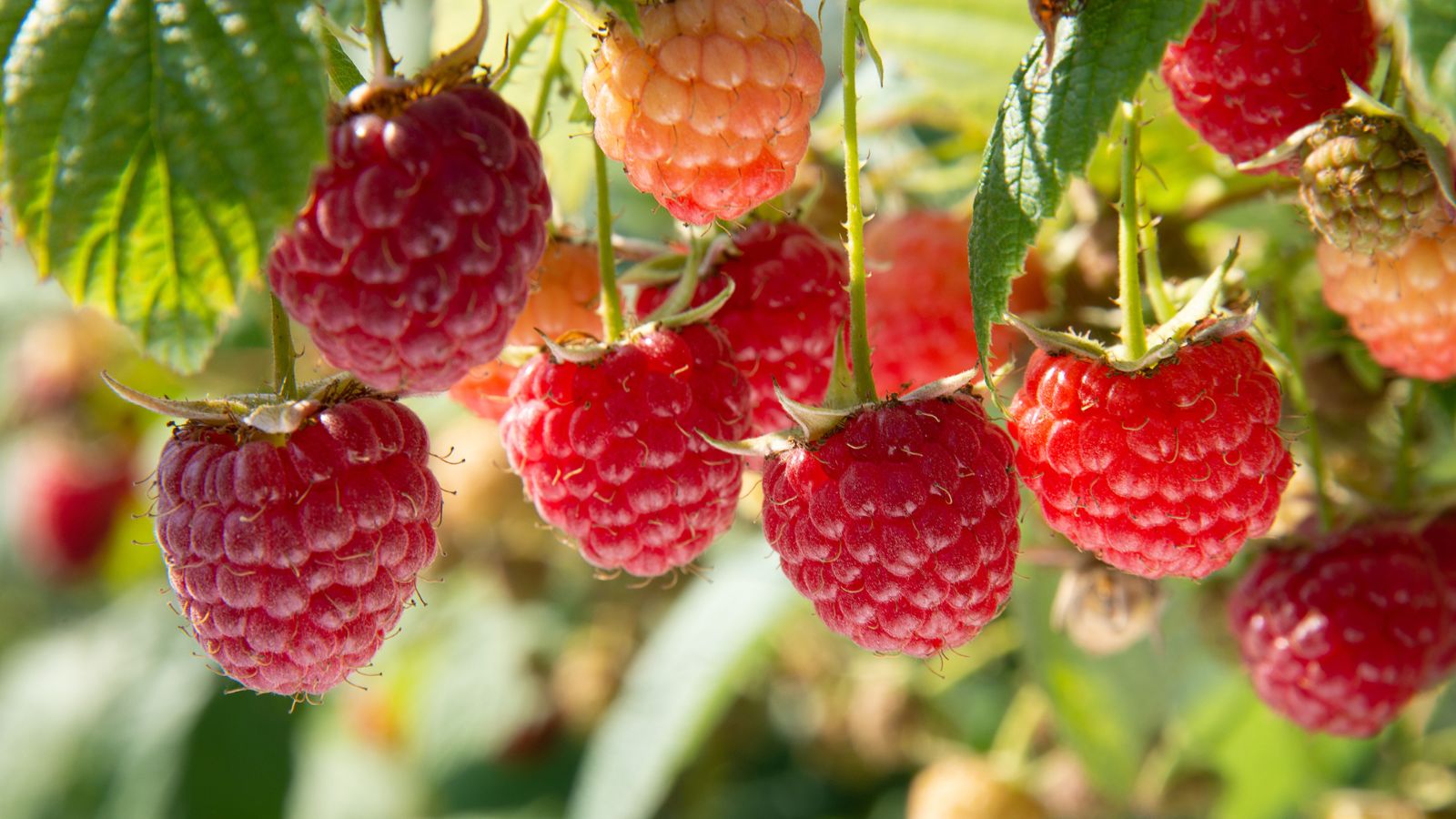 Fall-Fruiting Raspberry Care: Pruning and Management
