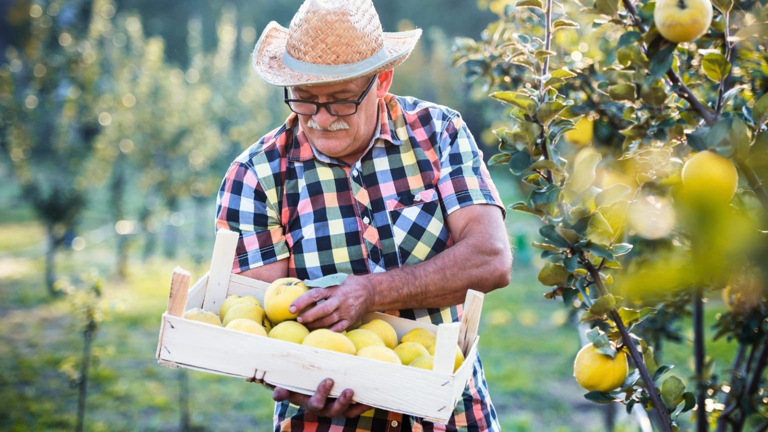 3 Signs Your Quince Fruit is Ripe for Harvest