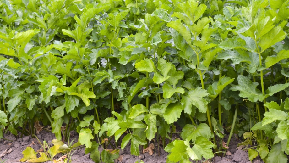 How to Plant, Grow, and Care for Parsnips