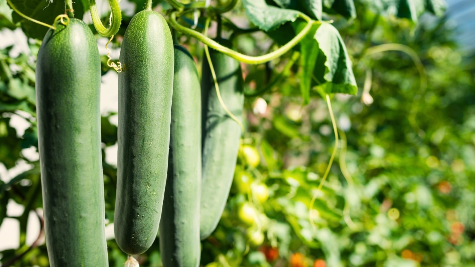 40 Cucumber Varieties You Should Grow