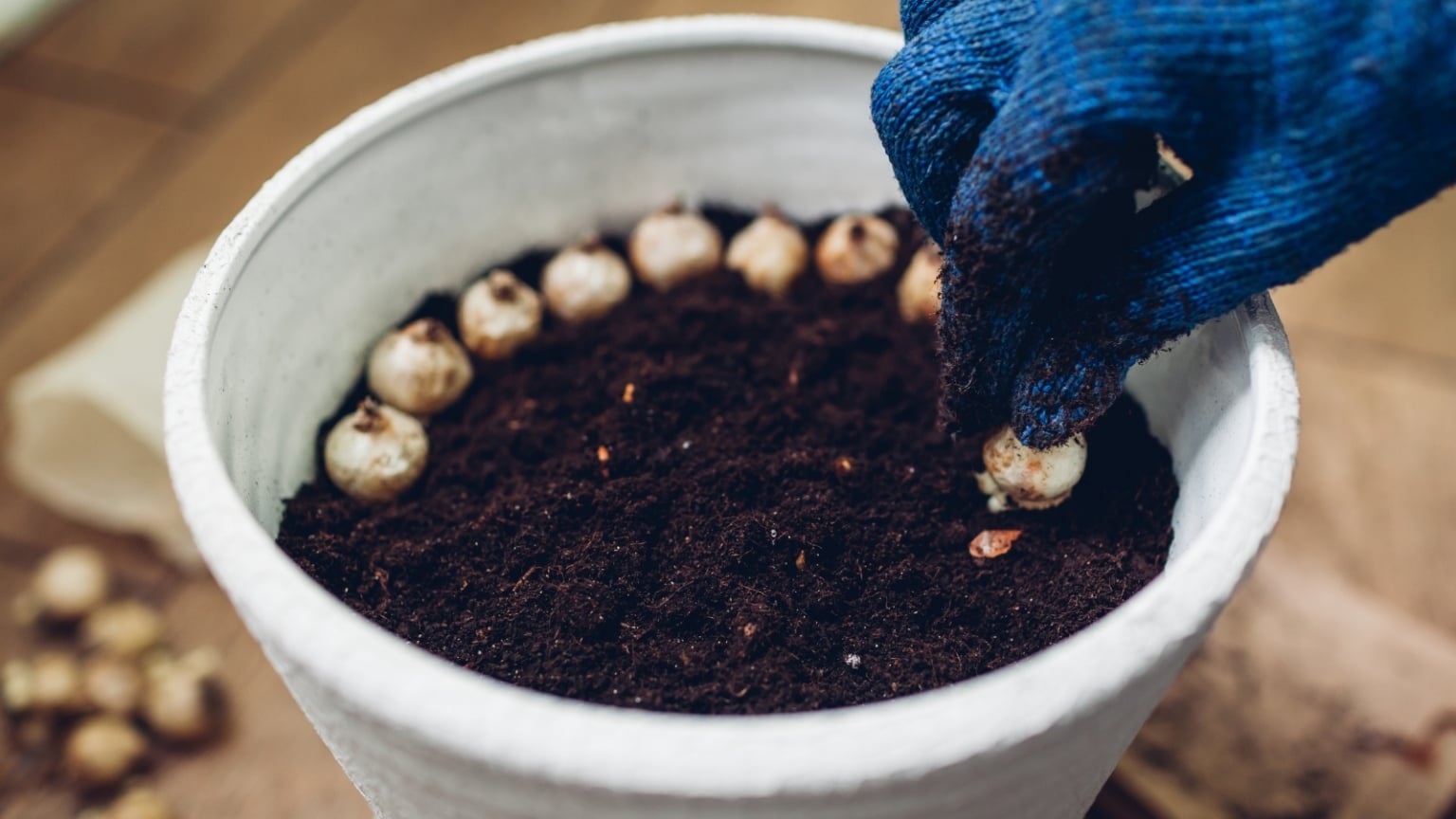 Potted Bulbs in Containers: How to Do It Right