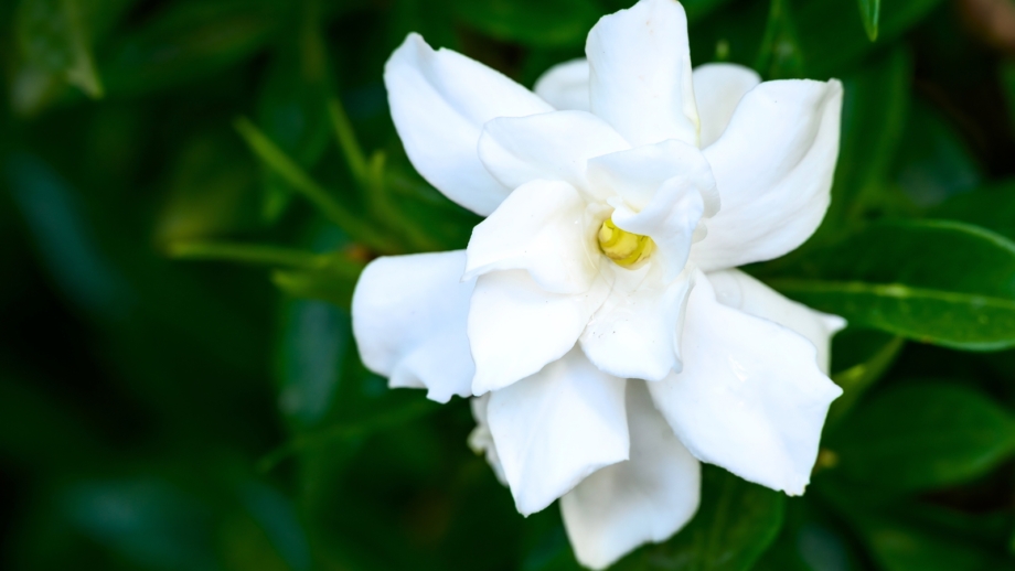 The 15 Most Fragrant Perennials For a Garden That Always Smells Amazing