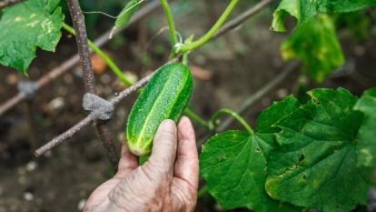 5 Causes of Bitter Cucumbers and How to Fix Them