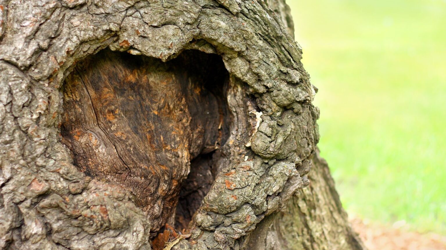 How to Plant, Grow, and Care for Scarlet Oak Trees