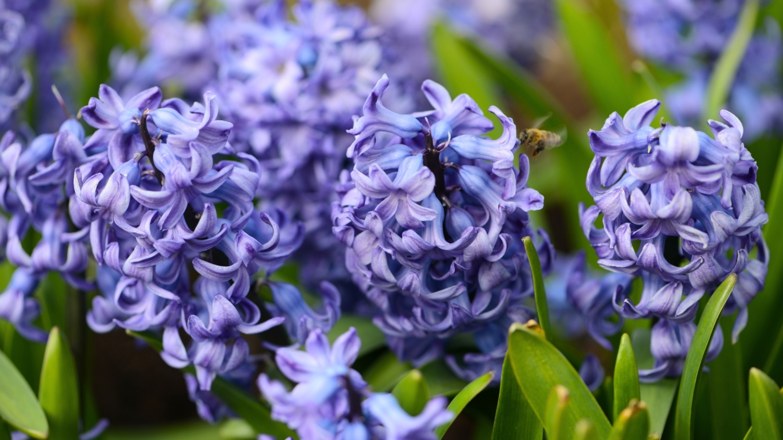 How to Plant, Grow, and Care for ‘Delft Blue’ Hyacinths