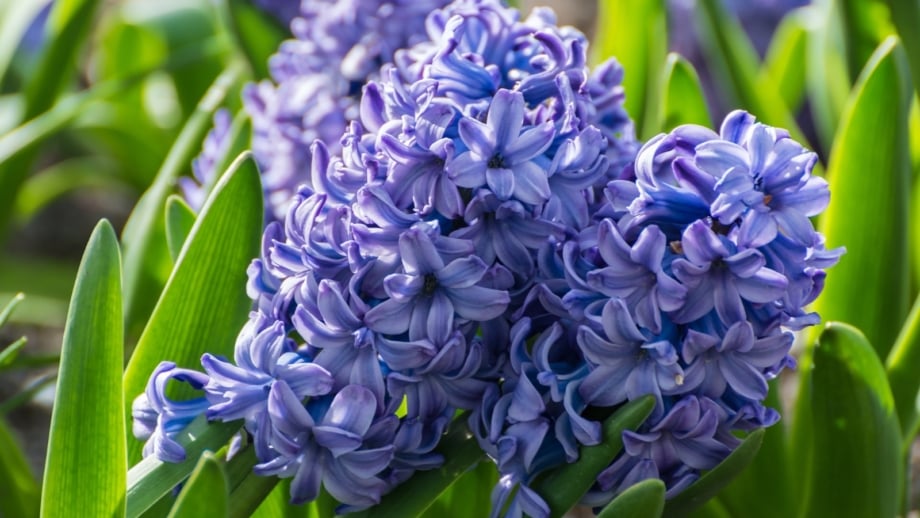 When and How To Plant Hyacinths for Next Spring’s Blooms