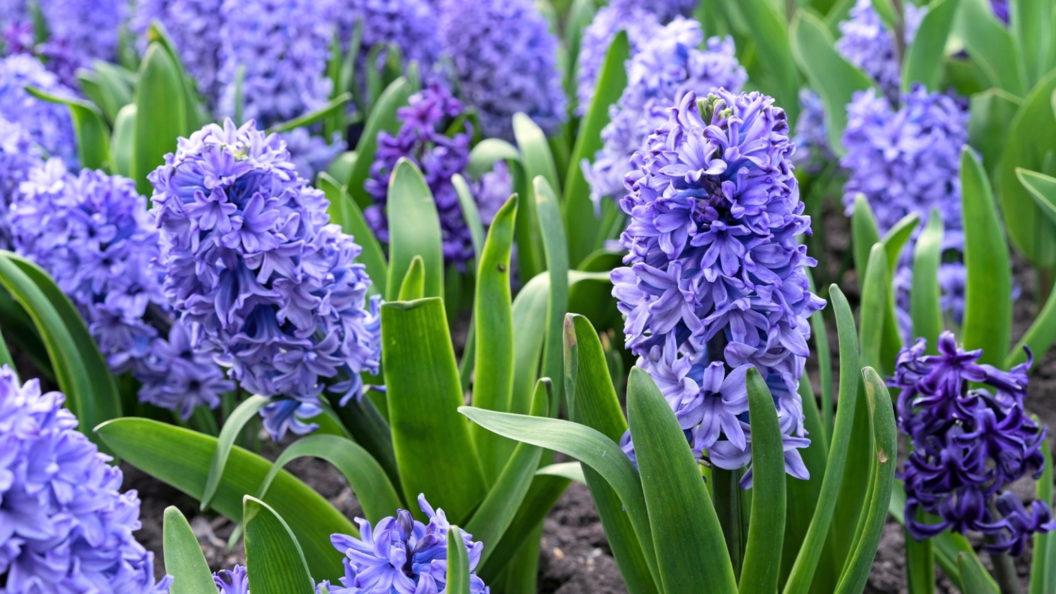 How to Plant, Grow, and Care for ‘Delft Blue’ Hyacinths
