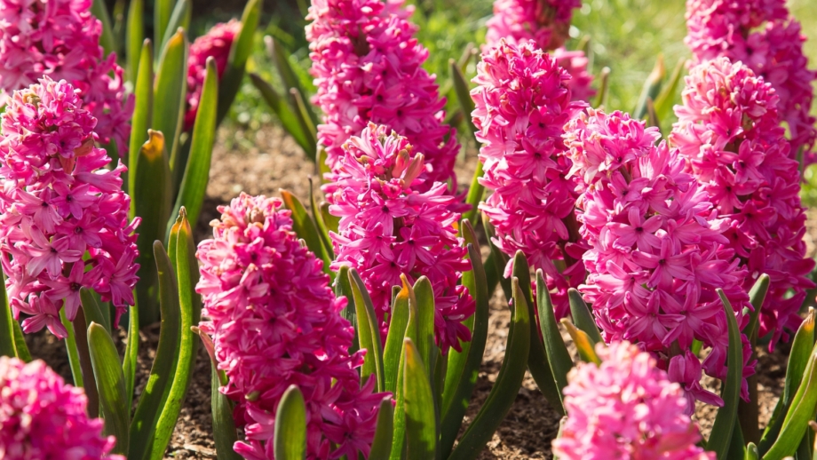 When and How To Plant Hyacinths for Next Spring’s Blooms