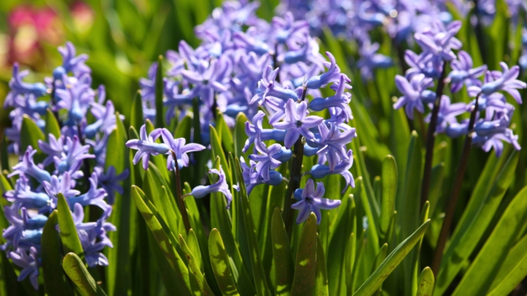 How to Plant, Grow, and Care for ‘Delft Blue’ Hyacinths