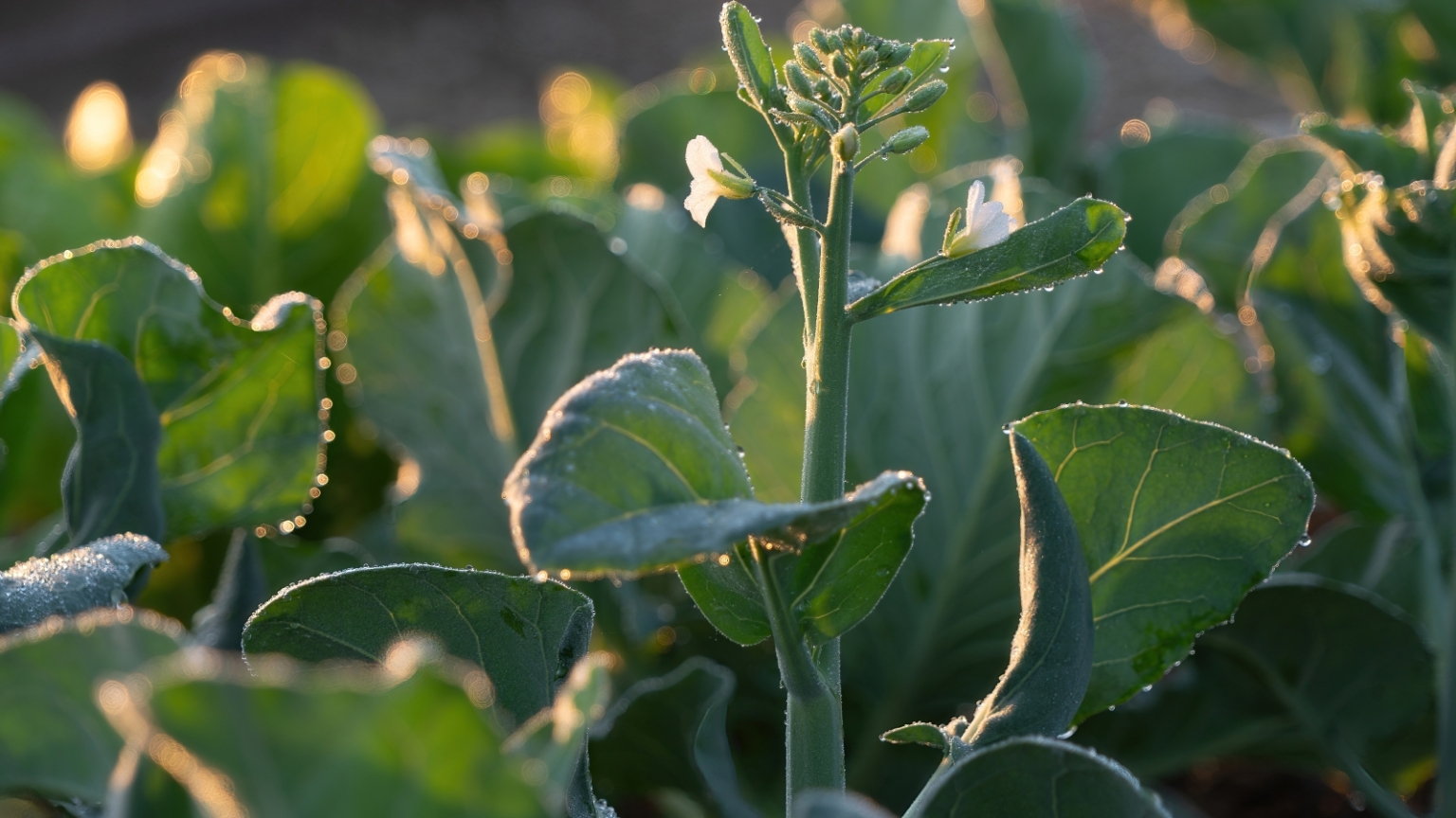 21 Types of Broccoli You Should Grow This Year - Epic Gardening