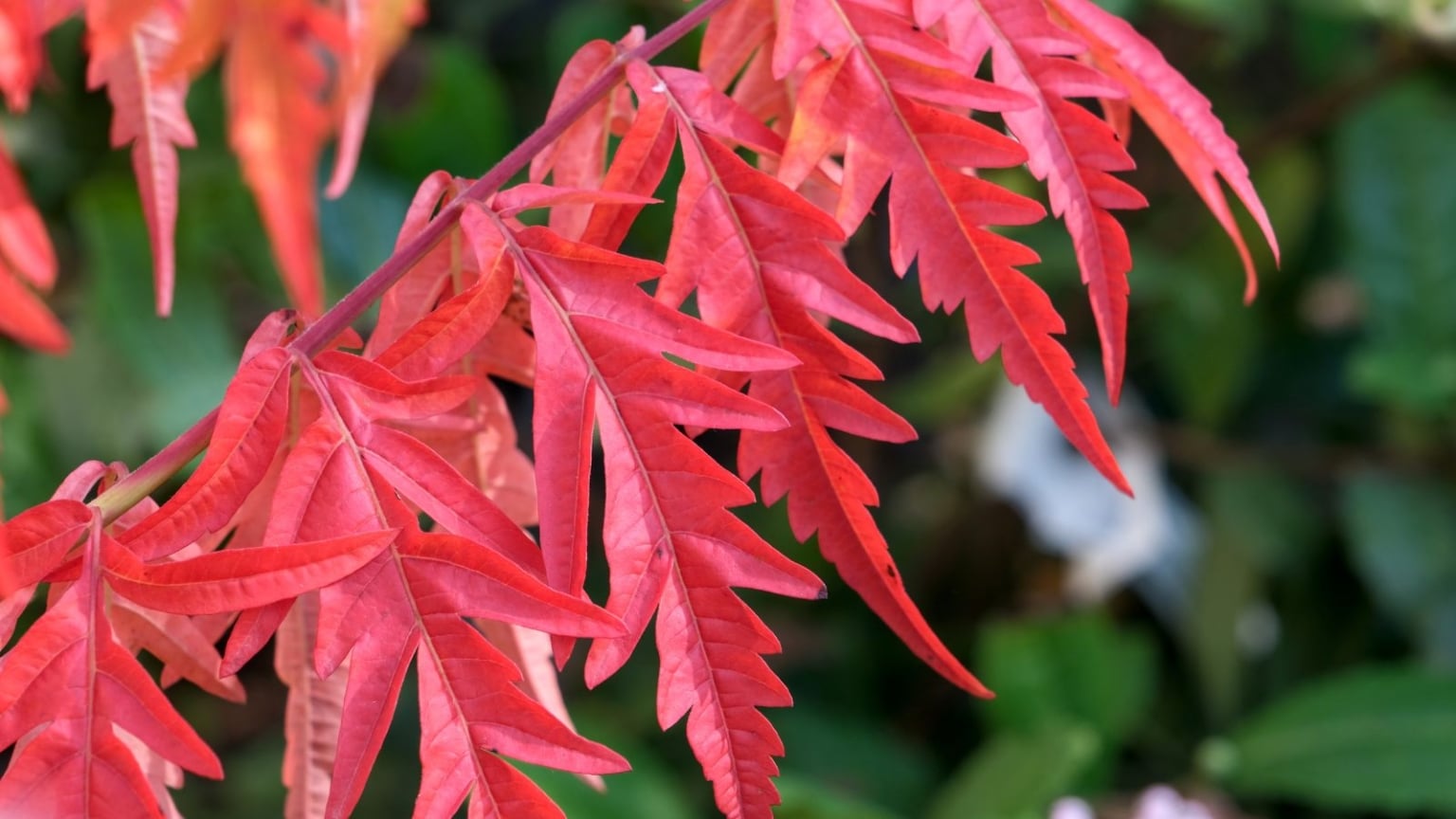 How to Plant, Grow, and Care for Staghorn Sumac Trees