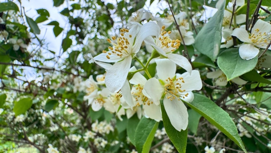 The 15 Most Fragrant Perennials For a Garden That Always Smells Amazing